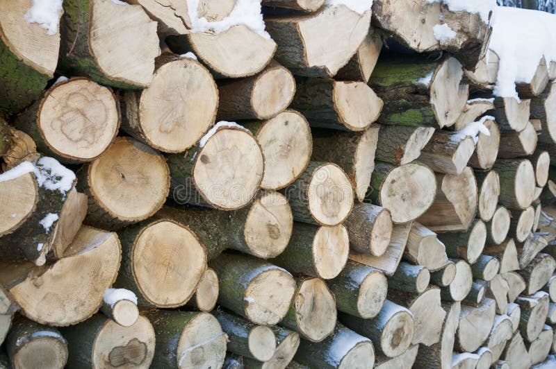 Tree logs detail stock image. Image of nonurban, calm - 37367531
