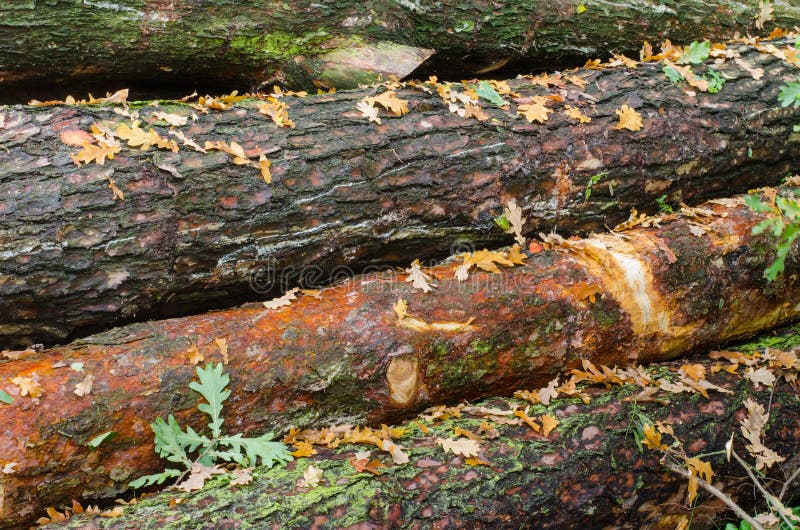 Tree Logs with Foliage in Fall Stock Photo - Image of logs, organic ...