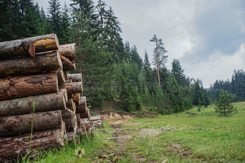 Tree logs in the forest stock image. Image of farm, forest - 120063715