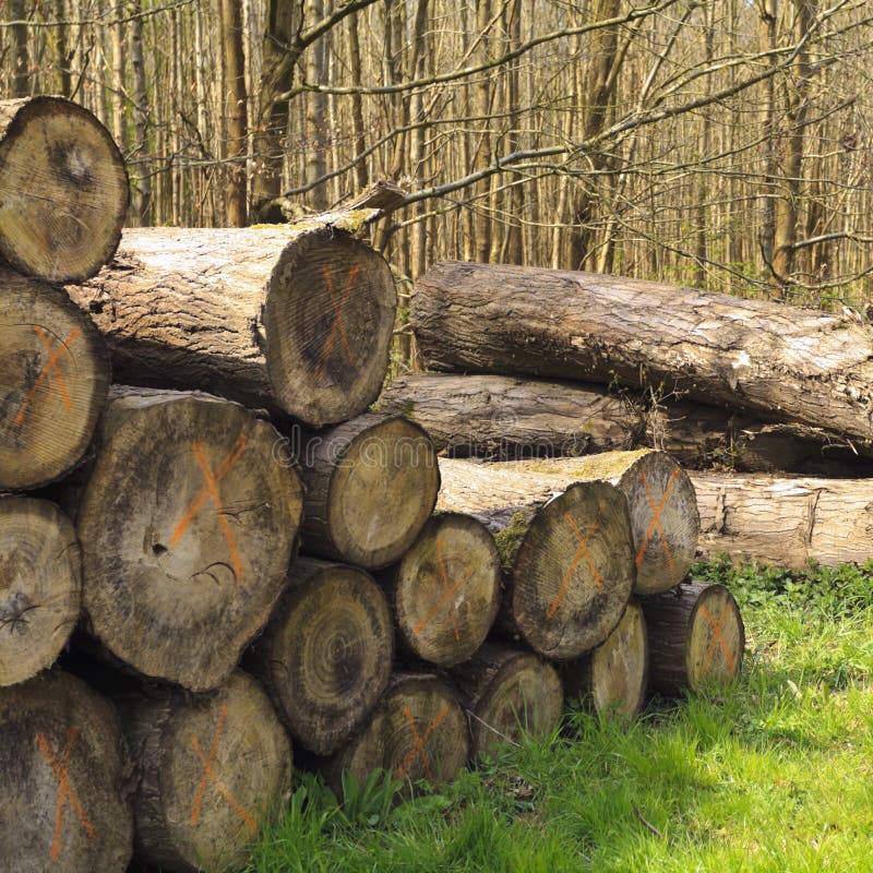 Mature Tree Logs Forest Stacked Grass Stock Photos - Free & Royalty ...