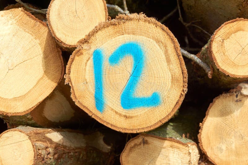 Tree Logs with Number Twelve Stock Photo - Image of pile, closeup ...