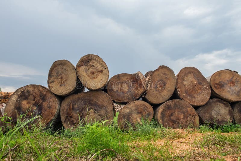 Tree logs stock photo. Image of rough, fire, material - 122167162