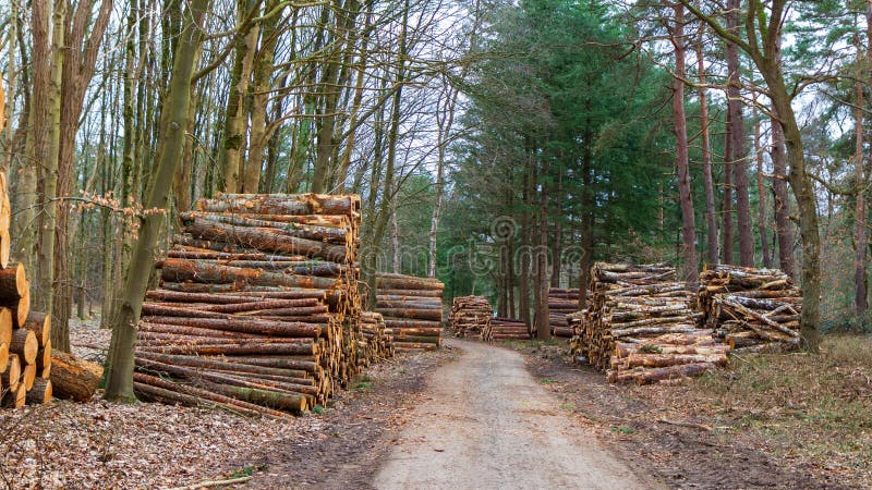Tree logs beside the road stock image. Image of trunk - 237952401