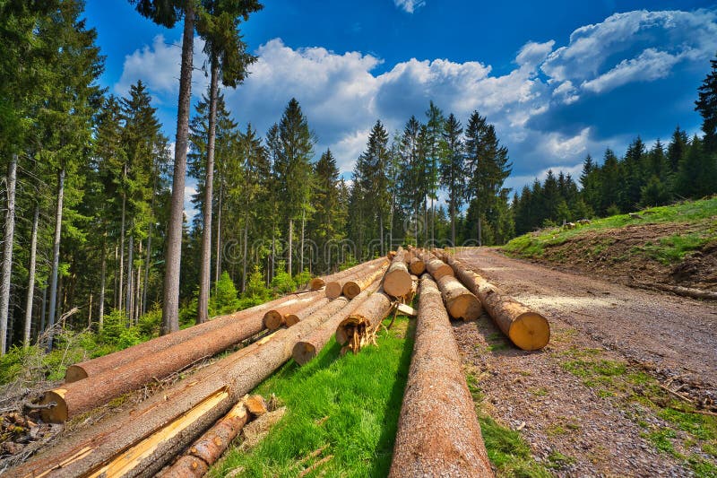 Tree Logs on the Side of the Road in the Forest Stock Photo - Image of ...