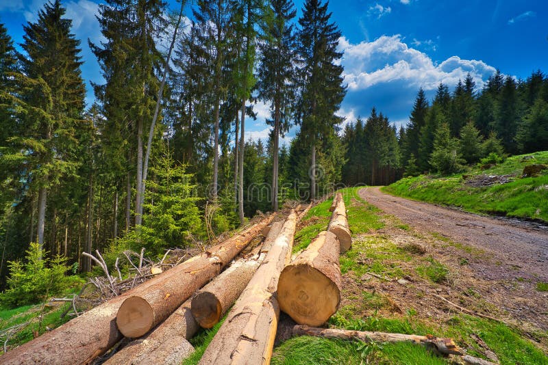 Tree Logs on the Side of the Road in the Forest Stock Photo - Image of ...