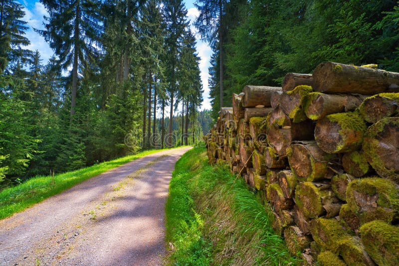 Tree Logs on the Side of the Road in the Forest Stock Image - Image of ...
