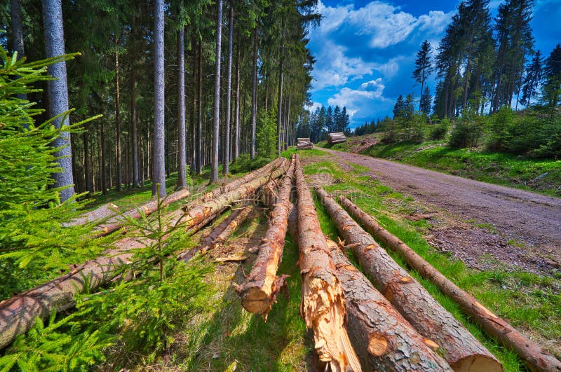 Tree Logs on the Side of the Road in the Forest Stock Photo - Image of ...