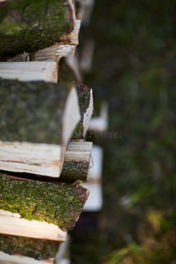 Tree Logs in a Stack in a Forest Stock Photo - Image of fence, black ...