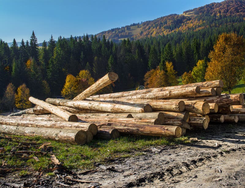Tree logs stock photo. Image of heat, nature, resource - 45939312