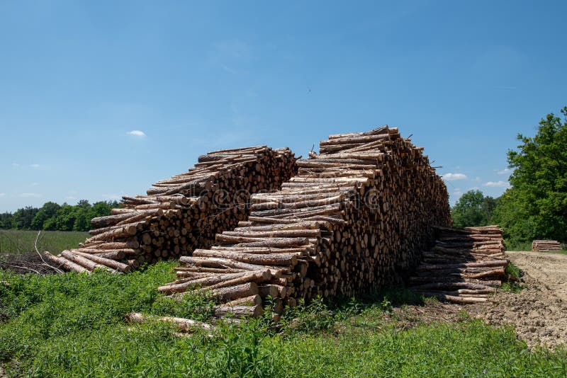 .Tree Logs Stacked High in a Forest with Blue Sky Background Stock ...