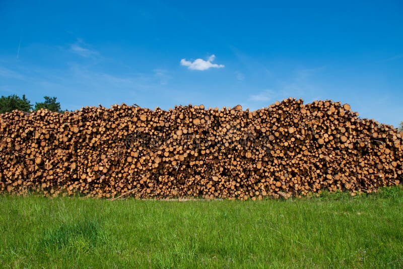 .Tree Logs Stacked High in a Forest with Blue Sky Background Stock ...
