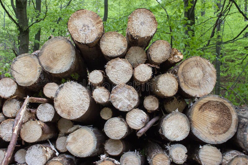 Tree Logs Stacked on Top of Each Other in Forest 3 Stock Photo - Image ...