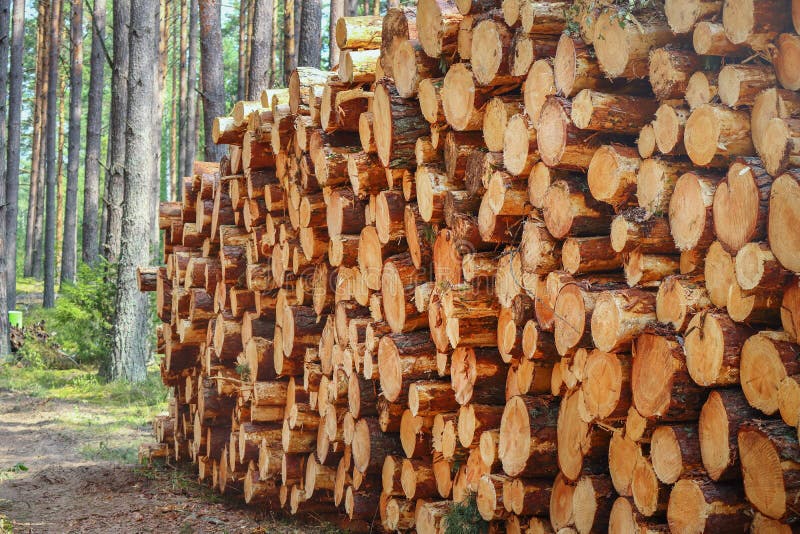 Tree Logs and Stumps with Bark Lie Stacked in a Forest after Being Cut ...