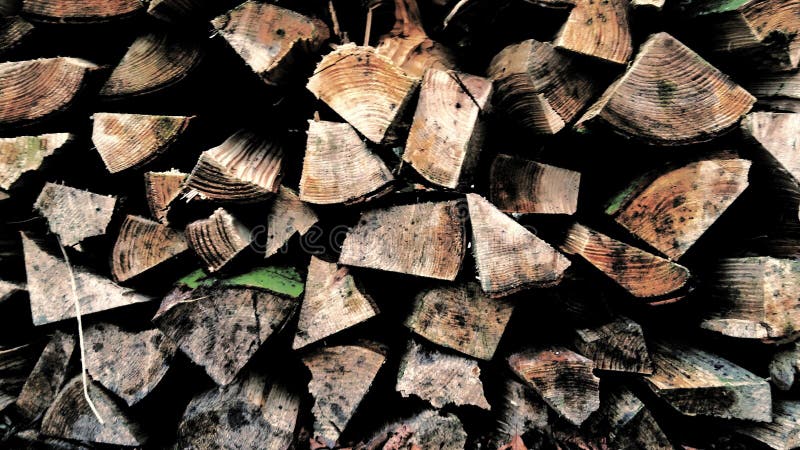 Tree logs stock image. Image of tree, logs - 135124267