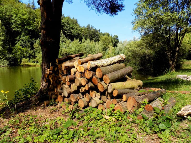 Tree Logs after Wood Exploitation Stock Photo - Image of sawmill, green ...