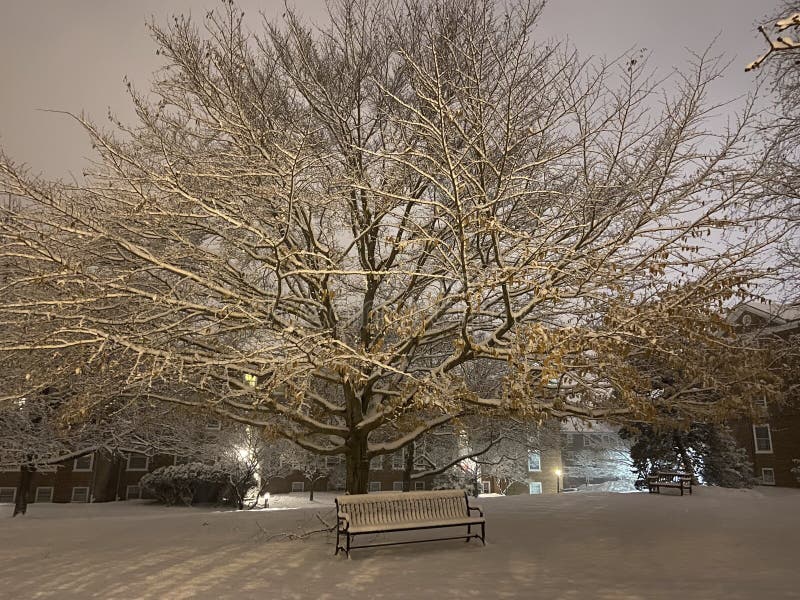Tree and Lonely Bench at Night during the Snowstorm Stock Image - Image ...
