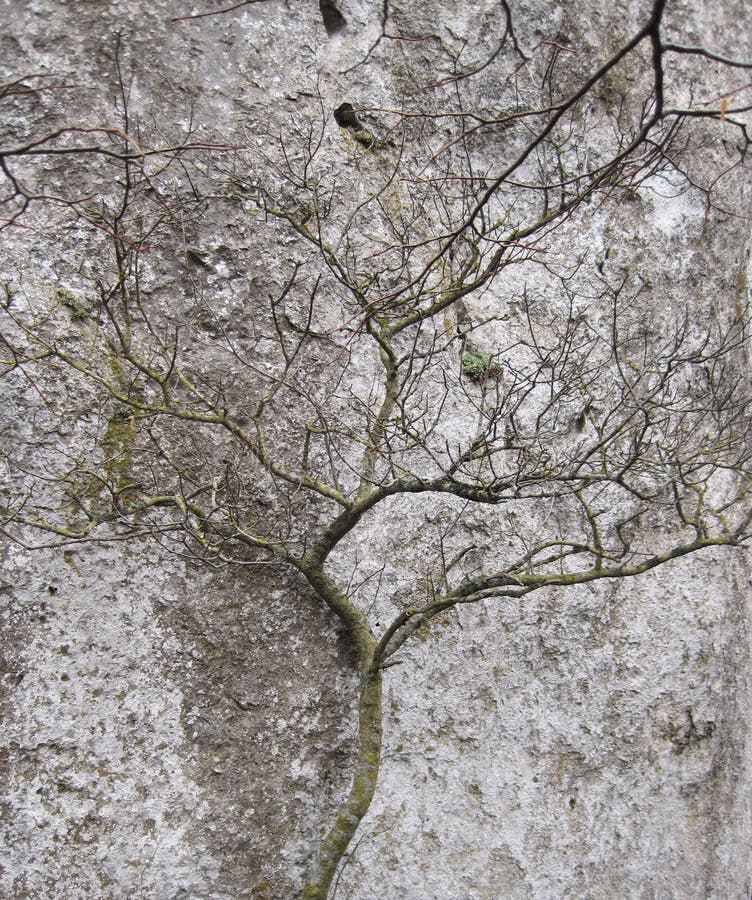 Wish Dragon Long Lego Stock Photos - Free & Royalty-Free Stock Photos ...