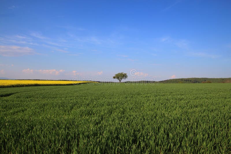 Lonely Tree in the Middle of the Field Stock Image - Image of canola ...