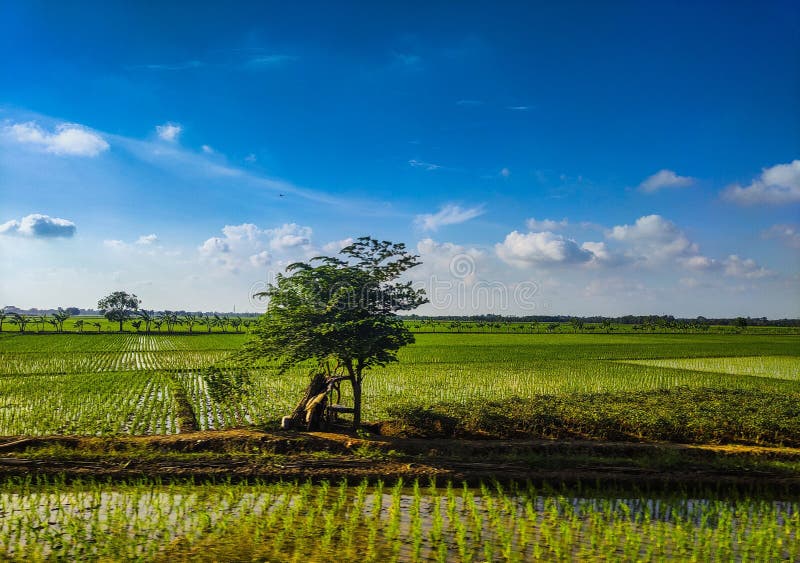 The only tree stock photo. Image of green, fields, tree - 276313780