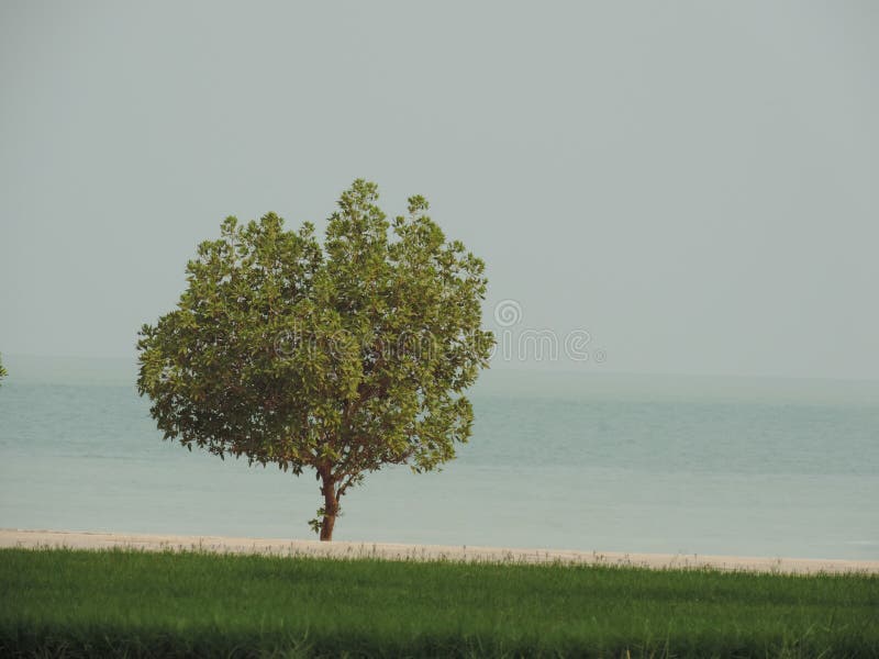 Tree stock image. Image of lonely, tree, city, kuwait - 69979335