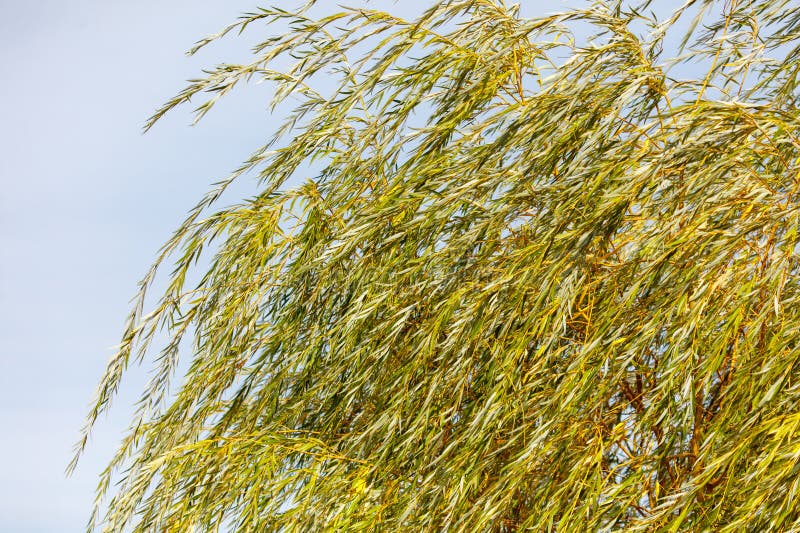 A Tree with Long Branches and Leaves is Blowing in the Wind Stock Image ...