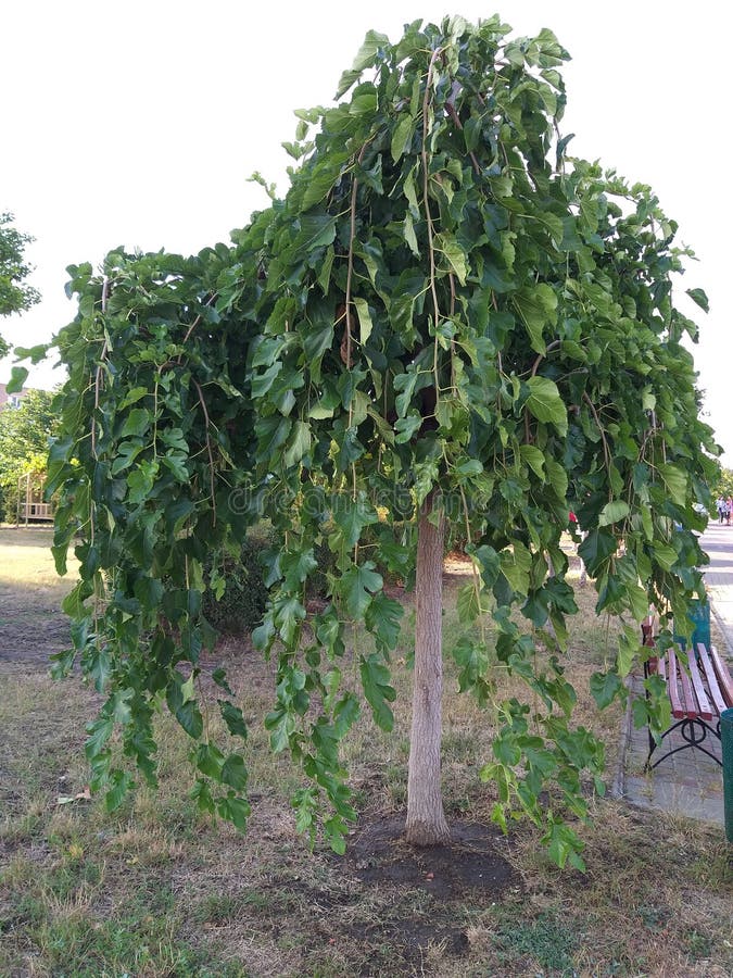 Long Branches of Bouquet Delicate White Orchid Stock Photo - Image of ...