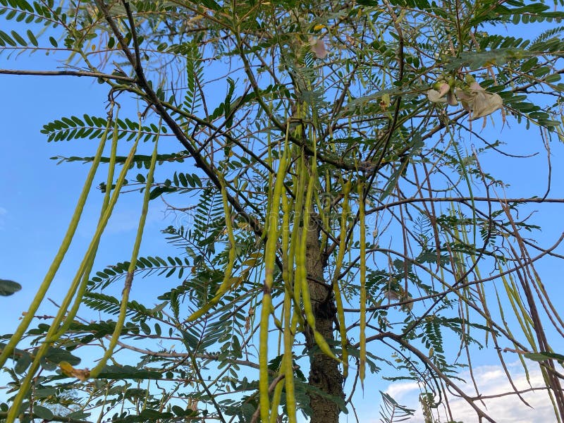 Tree with Long Hanging Pods, Set Against a Bright Blue Sky. Stock Image ...