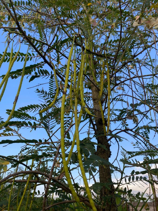 Tree Long Hanging Pods Set Against Bright Blue Sky Stock Photos - Free ...