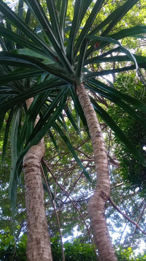 Tree with long leaves stock image. Image of leaves, tree - 269827541