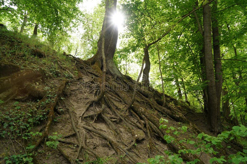 Tree with Long Roots on a Small Hill in a Forest Stock Image - Image of ...