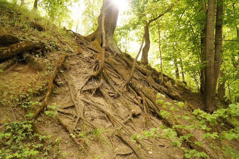 Tree with Long Roots on a Small Hill in a Forest Stock Photo - Image of ...