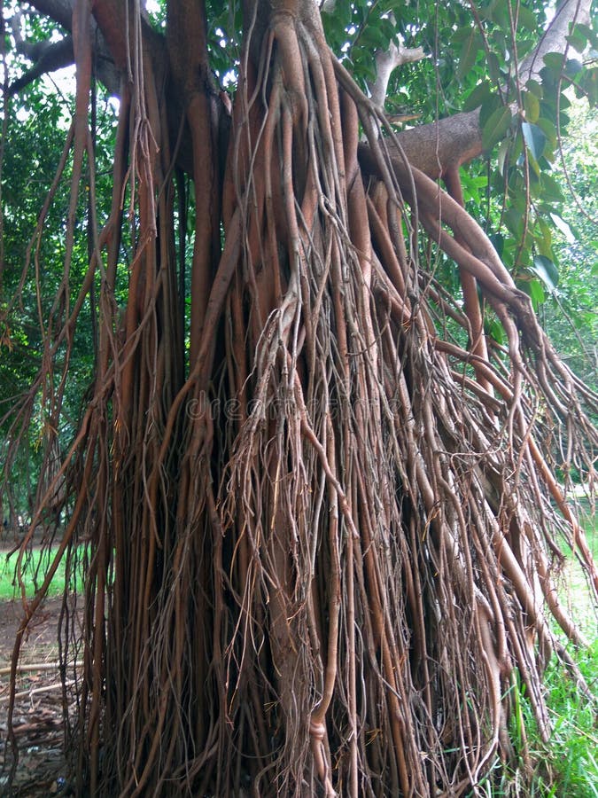 Tree with long roots stock photo. Image of amazing, jungle - 98832612