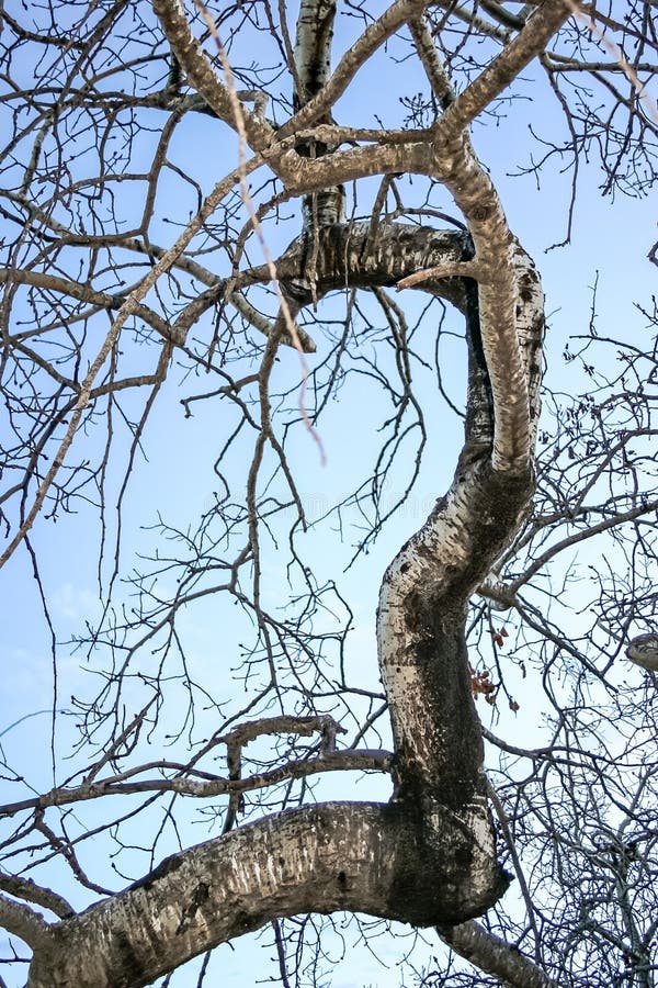 A Tree with a Long Trunk and Branches Stock Image - Image of landscape ...