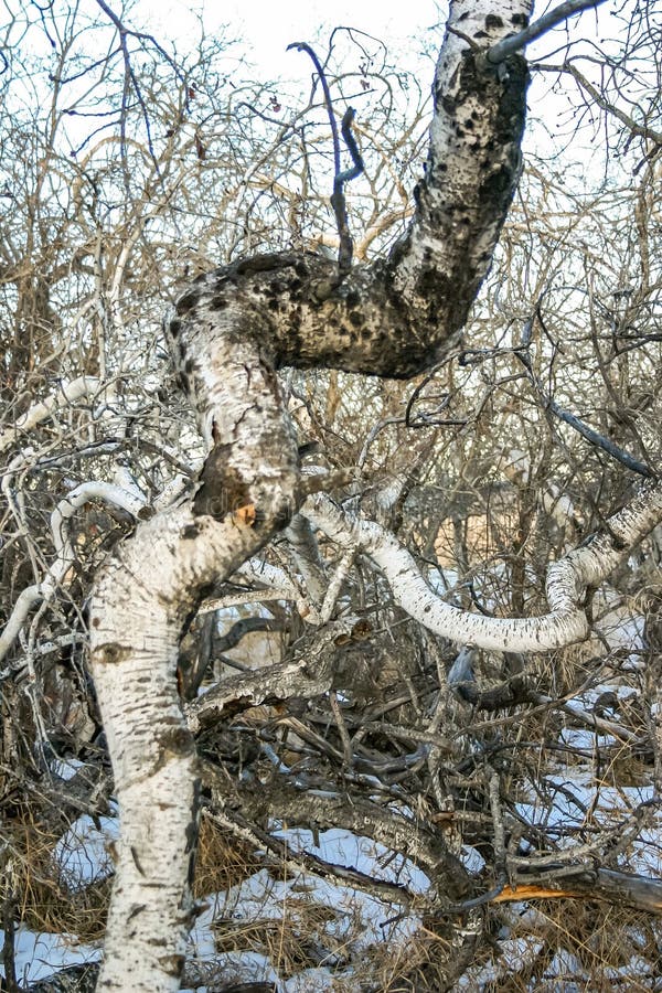 A Tree with a Long Trunk and Branches Covered in Snow Stock Photo ...