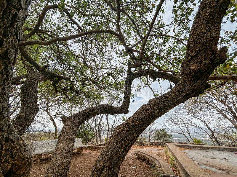 A Tree with a Long Trunk and Branches is Seen in a Park at Ralamandal ...