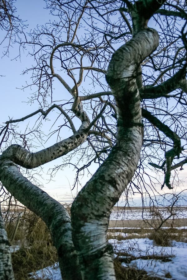 A Tree with a Long Trunk and Branches is Shown in a Snowy Field Stock ...