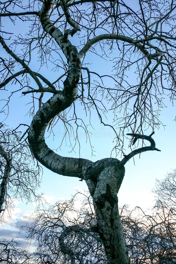A Tree with a Long Trunk and Branches is Silhouetted Against a Blue Sky ...