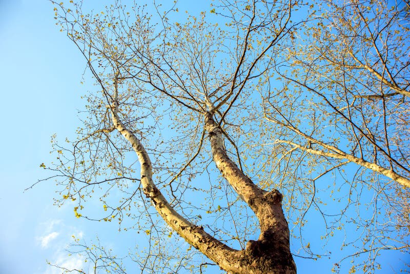 Tree Long Trunk and Branches Stretching To Blue Sky Stock Photo - Image ...