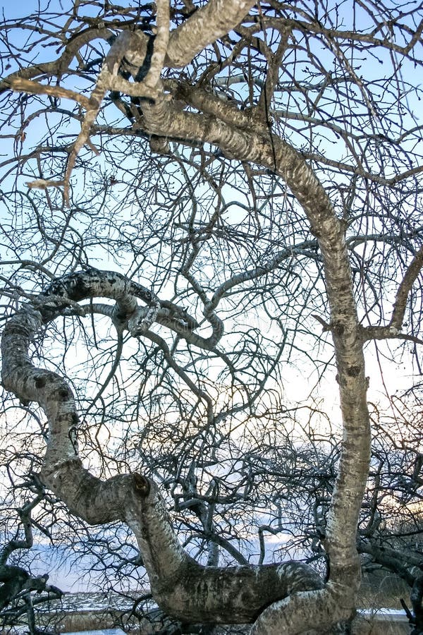 A Tree with a Long Trunk and Branches that are Twisted and Bent Stock ...