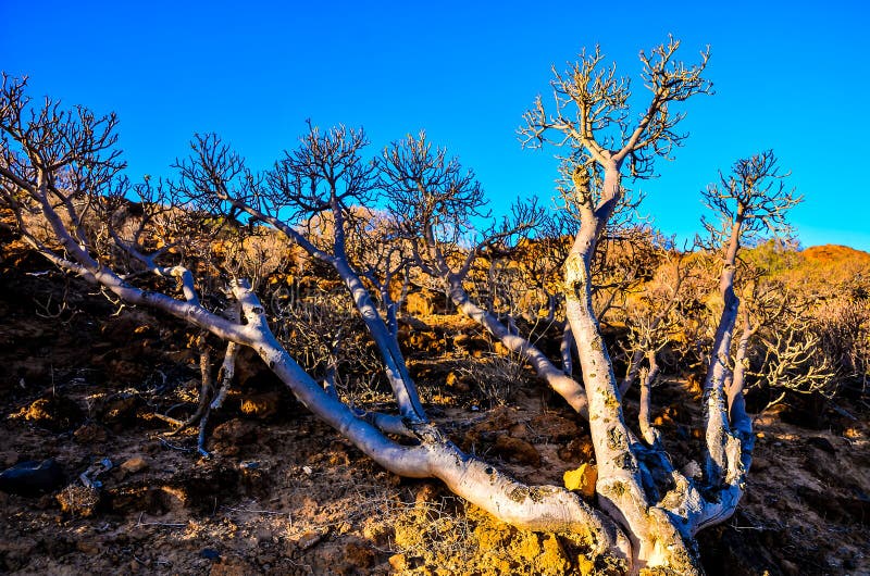 A Tree with a Long Trunk is on a Hill Stock Photo - Image of shining ...