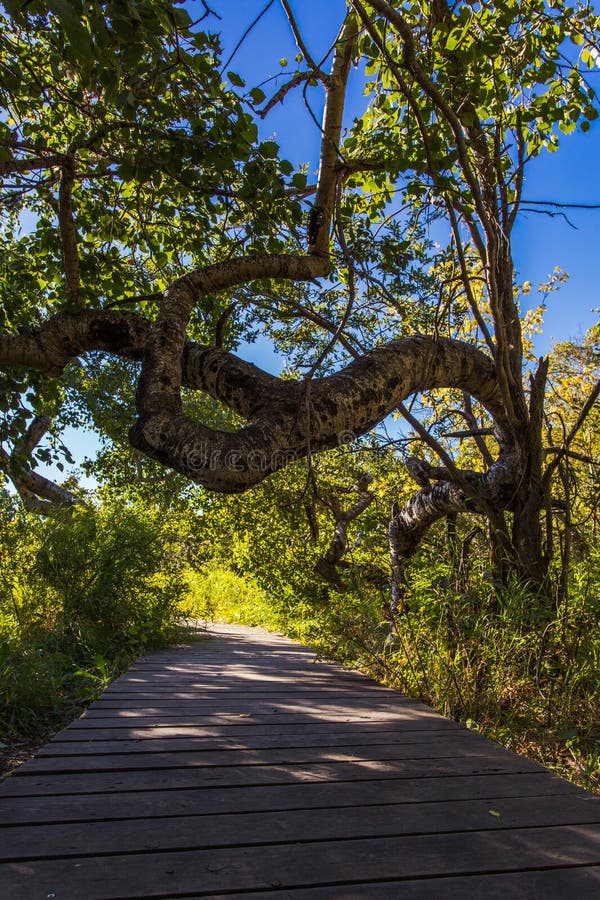 A Tree with a Long Trunk is in the Middle of a Forest Stock Photo ...