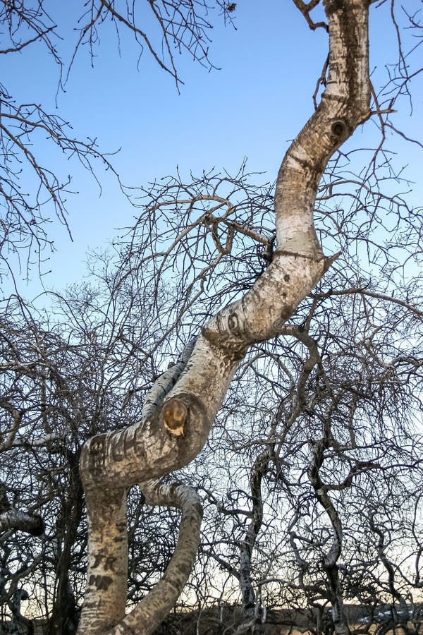 A Tree with a Long Trunk is Standing in a Field Stock Image - Image of ...