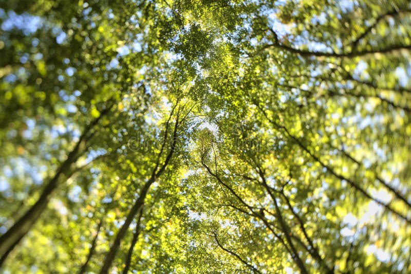 Tree look up sky stock image. Image of gold, japanese - 27180179