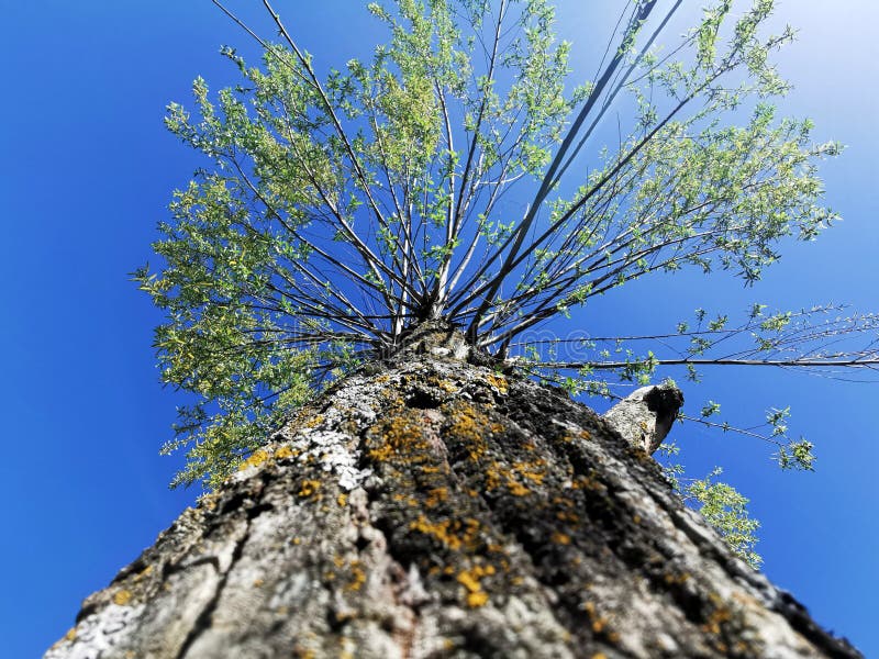 Tree look up view, stock image. Image of sunlight, nature - 147980683