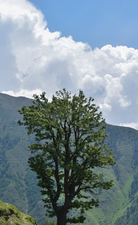 A Tree Looking Awesome with Clouds on Its Back at Kashmir Valley India ...