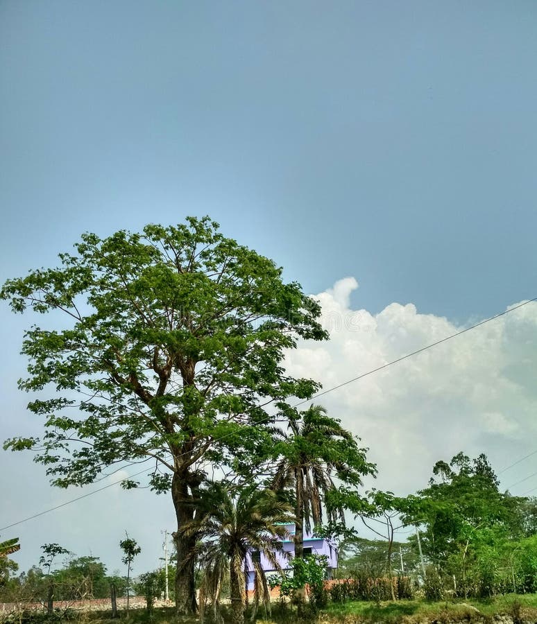 A Tree stock photo. Image of tree, awesome, looking - 116965698