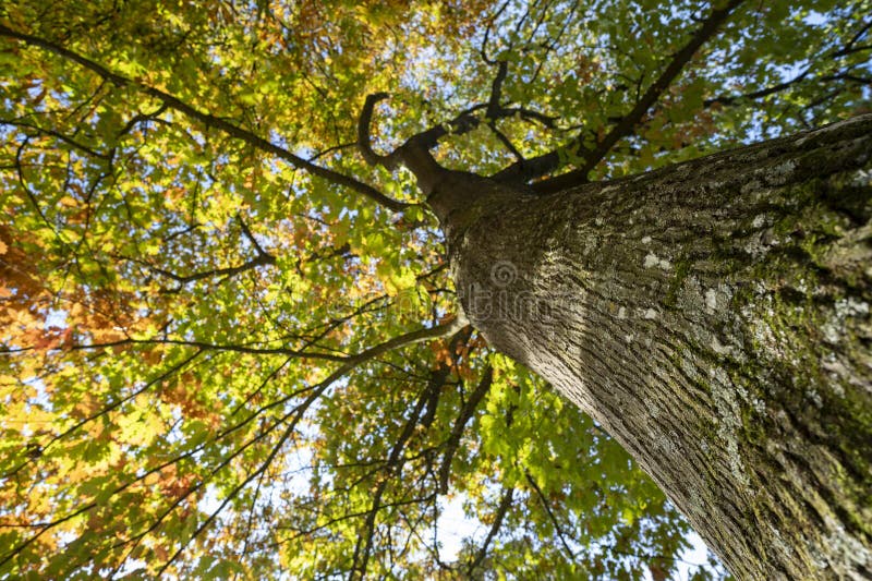A Tree Looking Up from the Ground in a Wooded Area Stock Image - Image ...