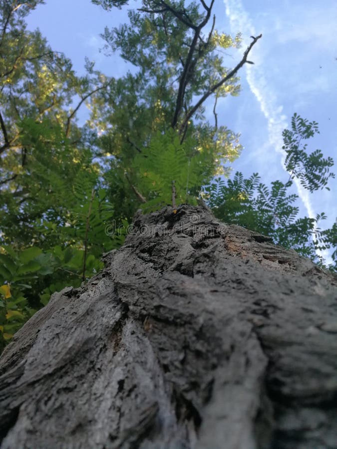 Tree stock photo. Image of boark, tree, looking, clouds - 126127224