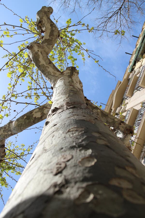 Tree looking up view stock image. Image of tree, building - 86118365