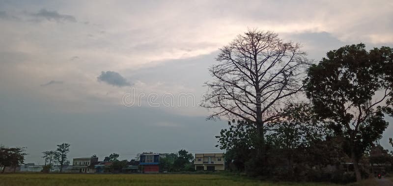 The Tree Looks Dark stock photo. Image of evening, field - 257211006